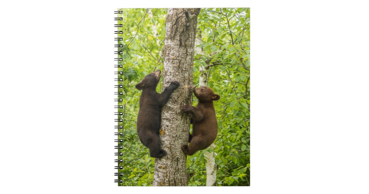 Black Bear Cubs Climbing Tree Notebook | Zazzle