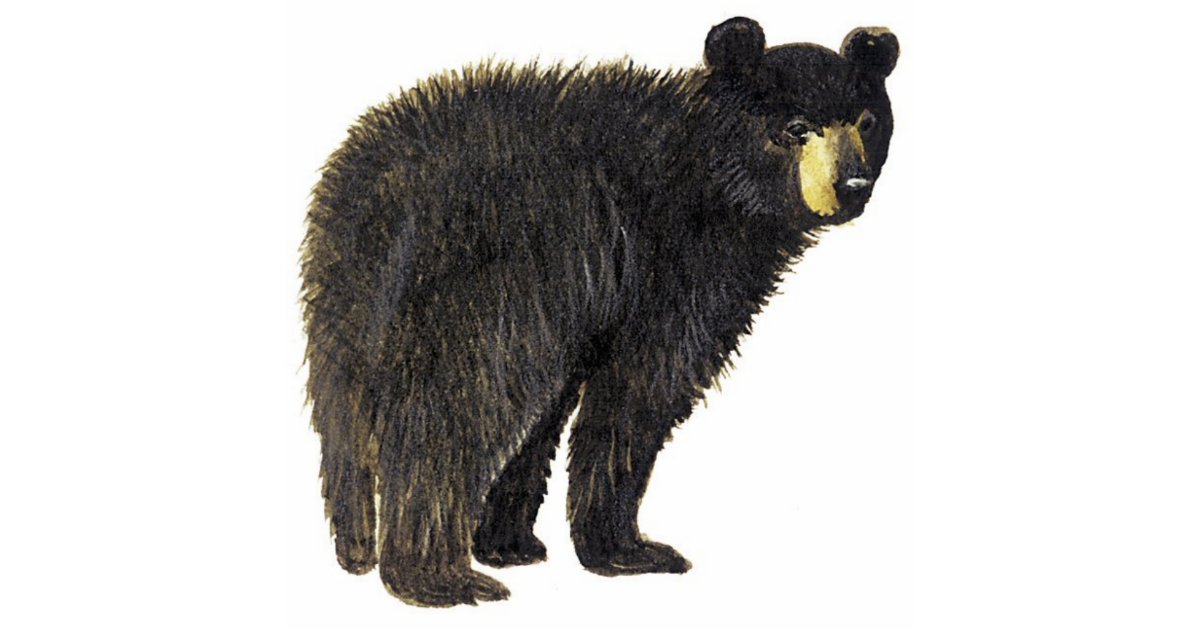 Black Bear Cutout | Zazzle