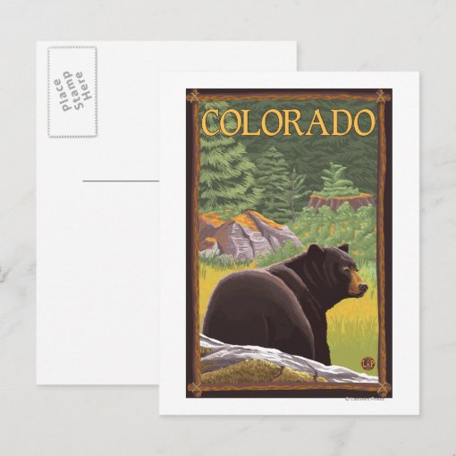 Black Bear in ForestColorado Postcard | Zazzle