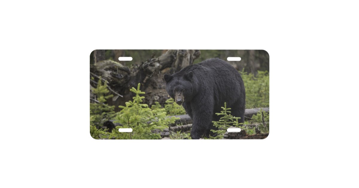 Black bear license plate | Zazzle