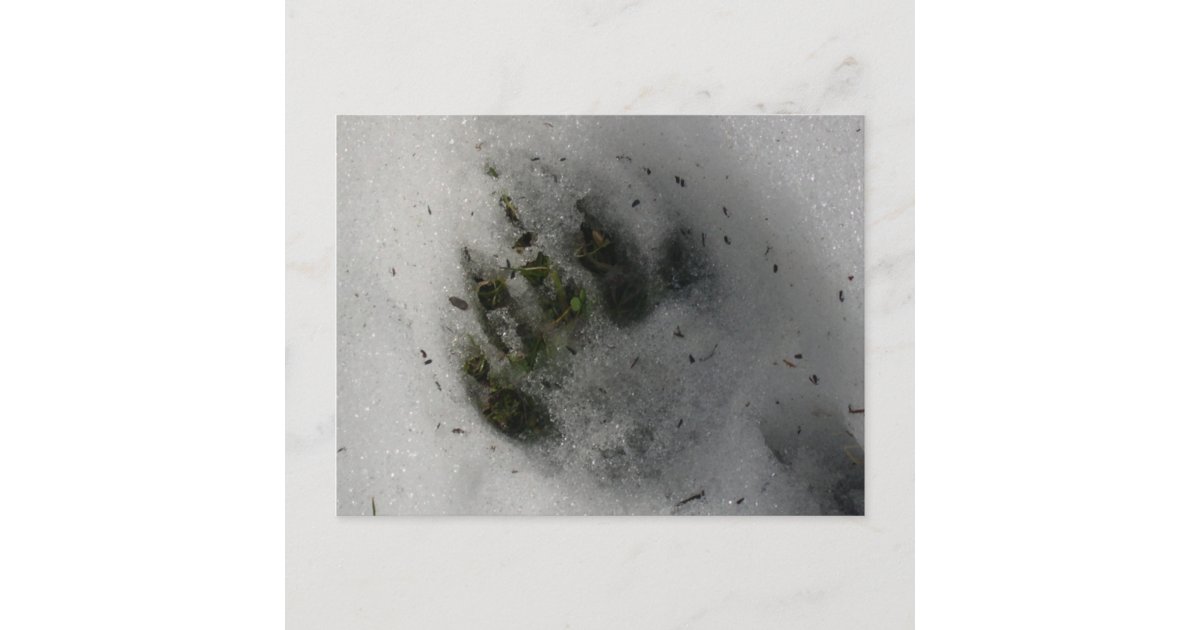 Black Bear Paw Print in Snow Winter Postcard | Zazzle