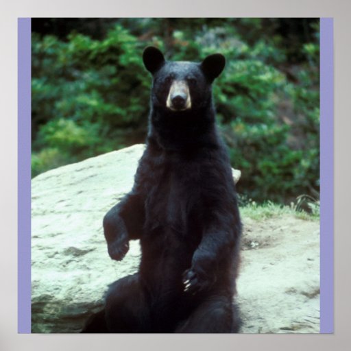 Bear Posters, Bear Prints, Art Prints, Poster Designs