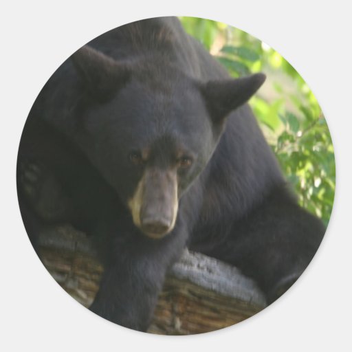 black bear round stickers | Zazzle