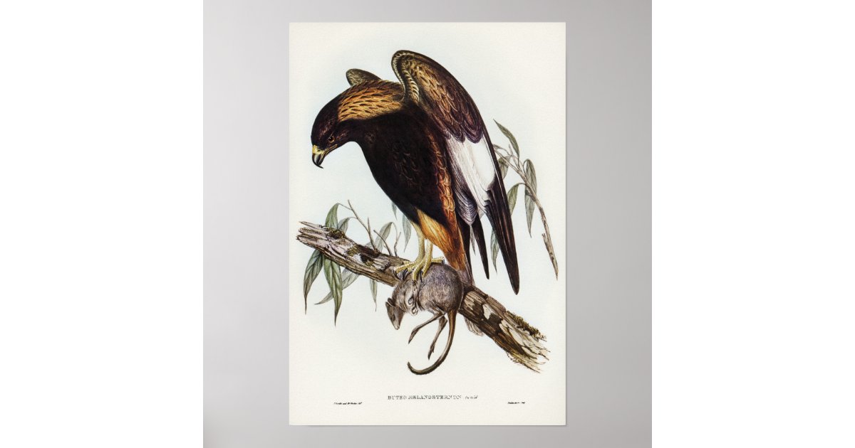 Black-Breasted Buzzard by Elizabeth Gould Poster | Zazzle