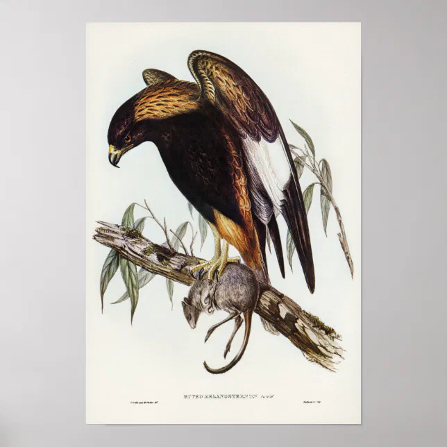 Black-Breasted Buzzard by Elizabeth Gould Poster | Zazzle