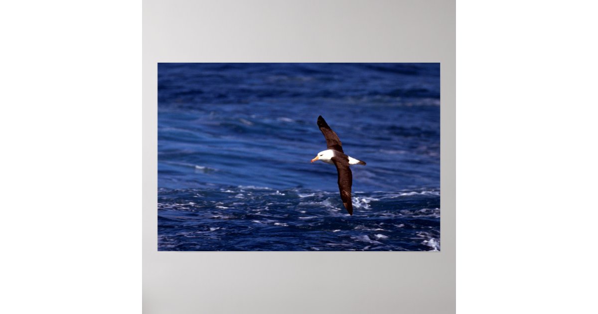 Black-Browed Albatross In Flight Poster | Zazzle