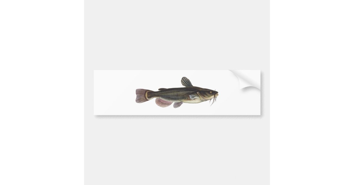 Black Bullhead Catfish Art Bumper Sticker | Zazzle