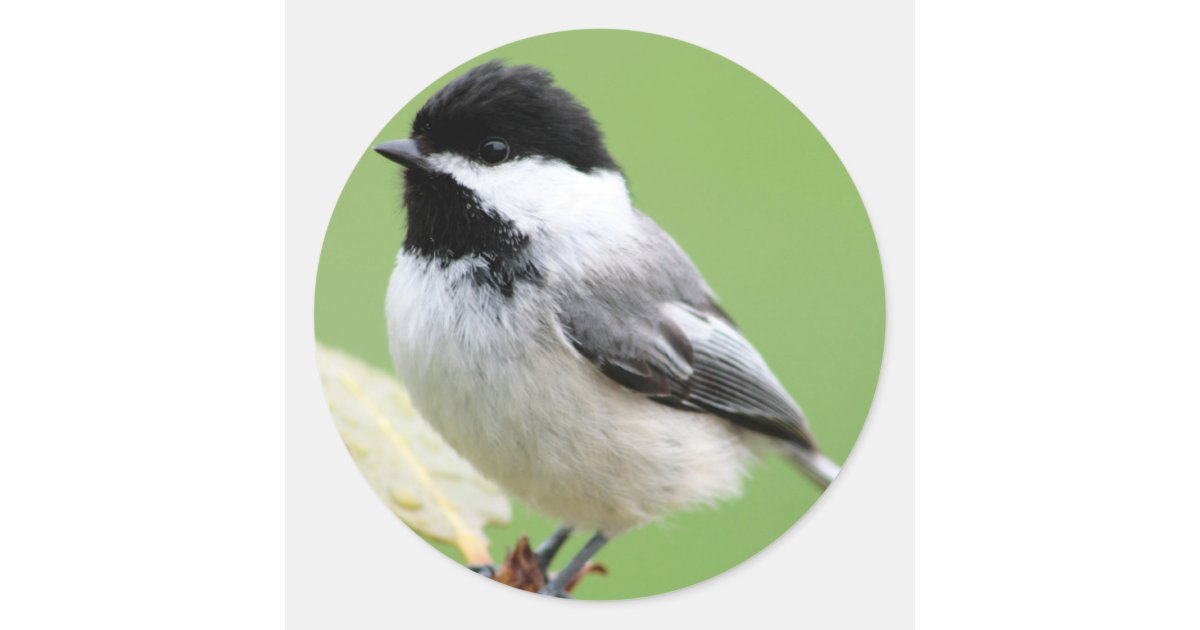 Black Capped Chickadee Classic Round Sticker | Zazzle