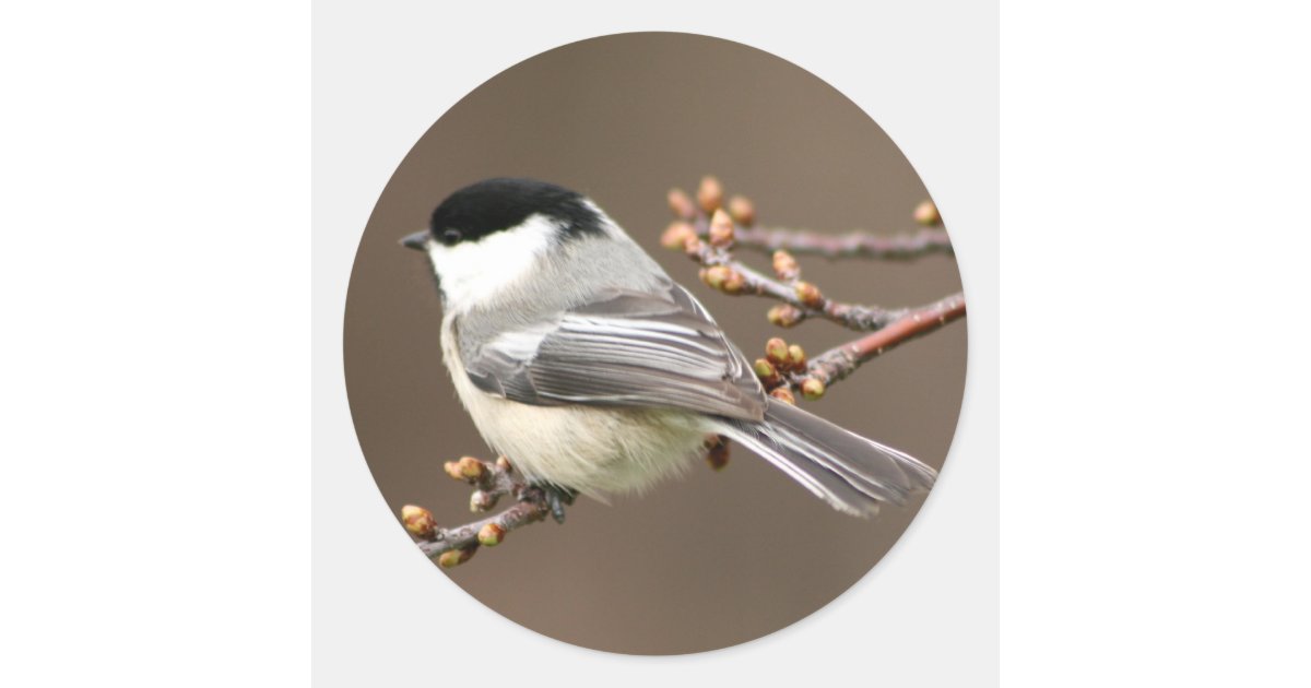 Black Capped Chickadee Classic Round Sticker | Zazzle