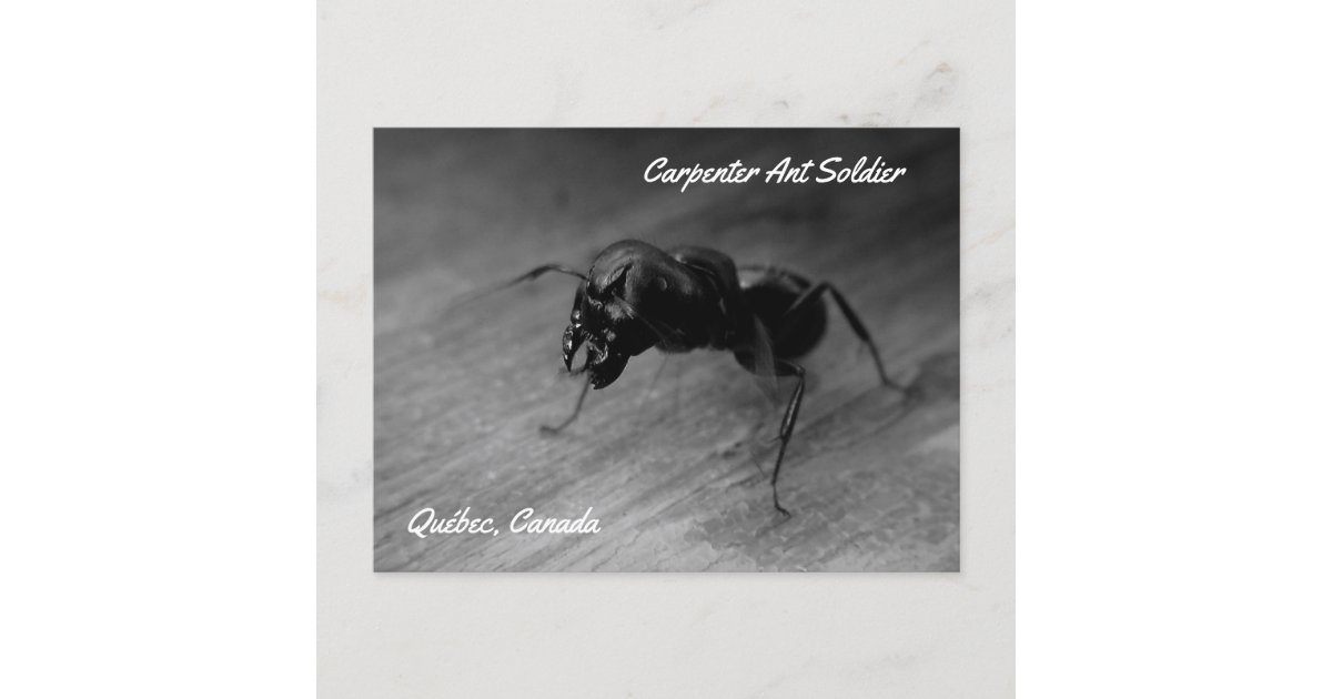 Black Carpenter Ant Soldier Aggressive Posture Postcard | Zazzle