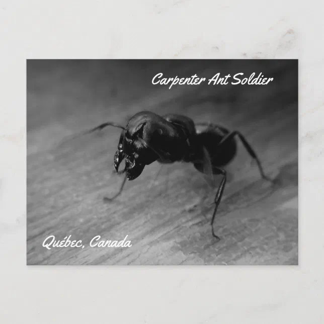 Black Carpenter Ant Soldier Aggressive Posture Postcard | Zazzle