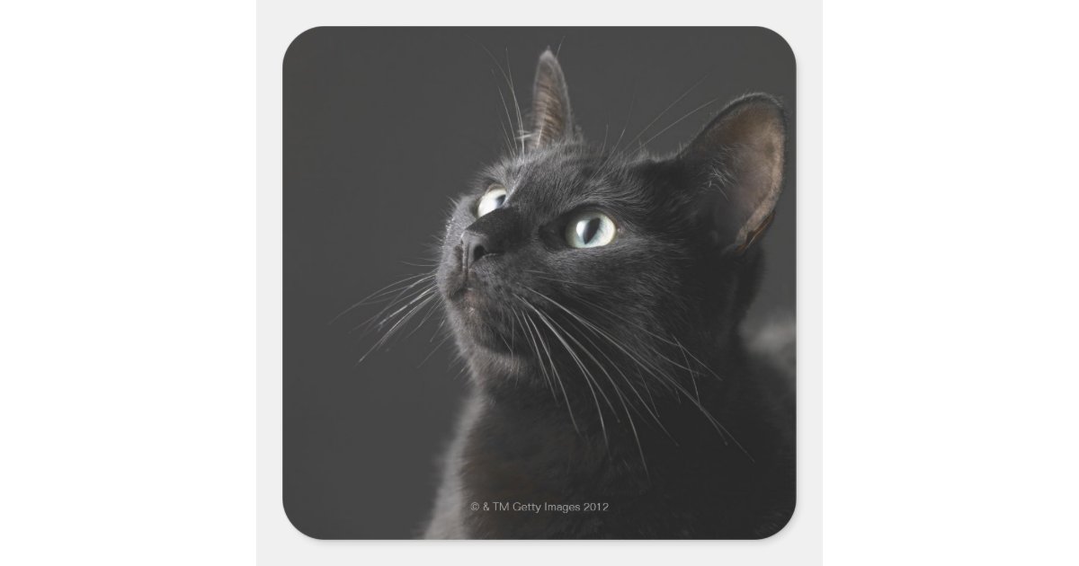 Black cat against black background, close-up square sticker | Zazzle