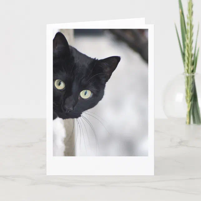 Black Cat Card | Zazzle