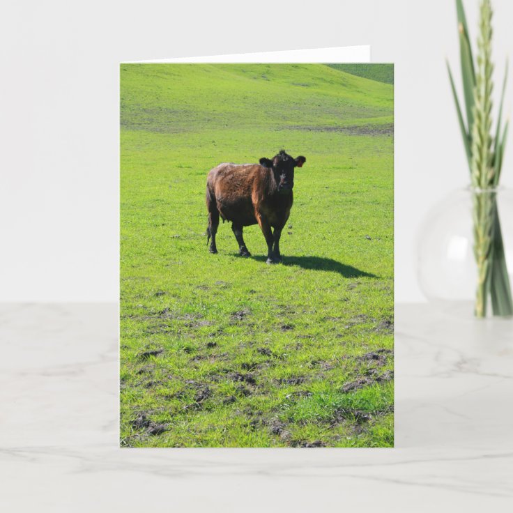 Black Cow Greeting Card,Note Card | Zazzle