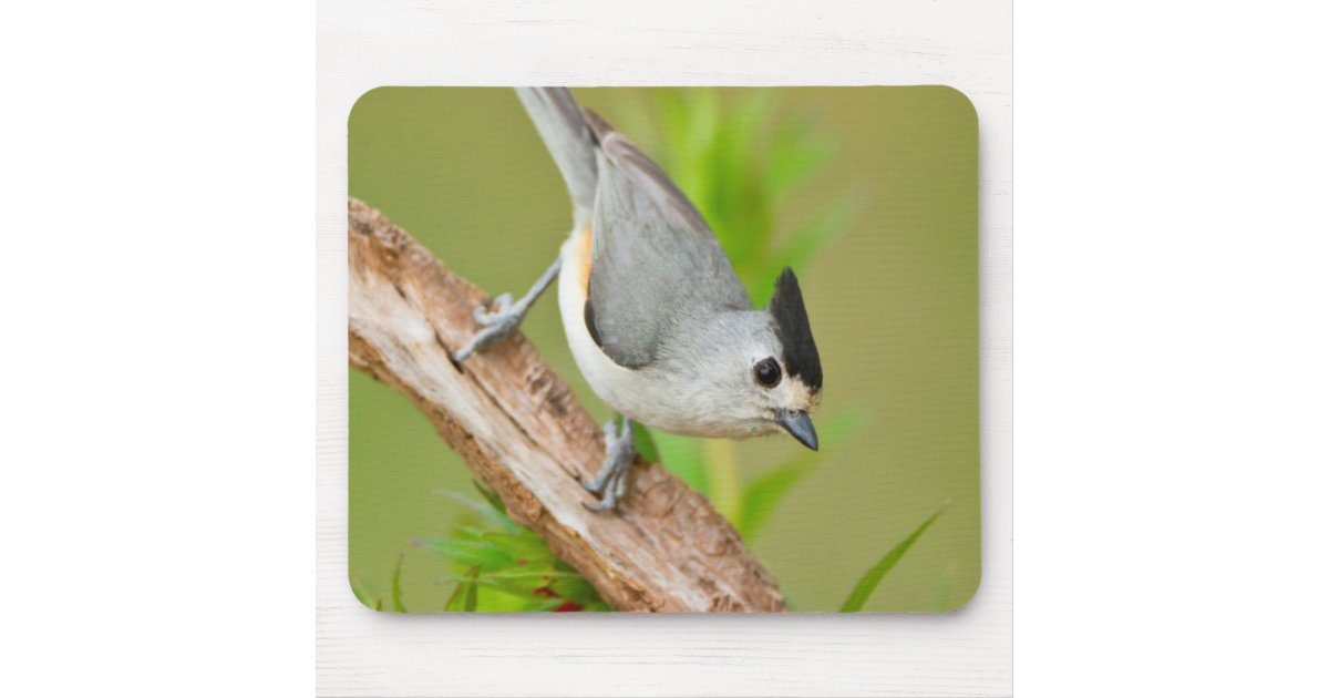 Black-Crested Titmouse Mouse Pad | Zazzle