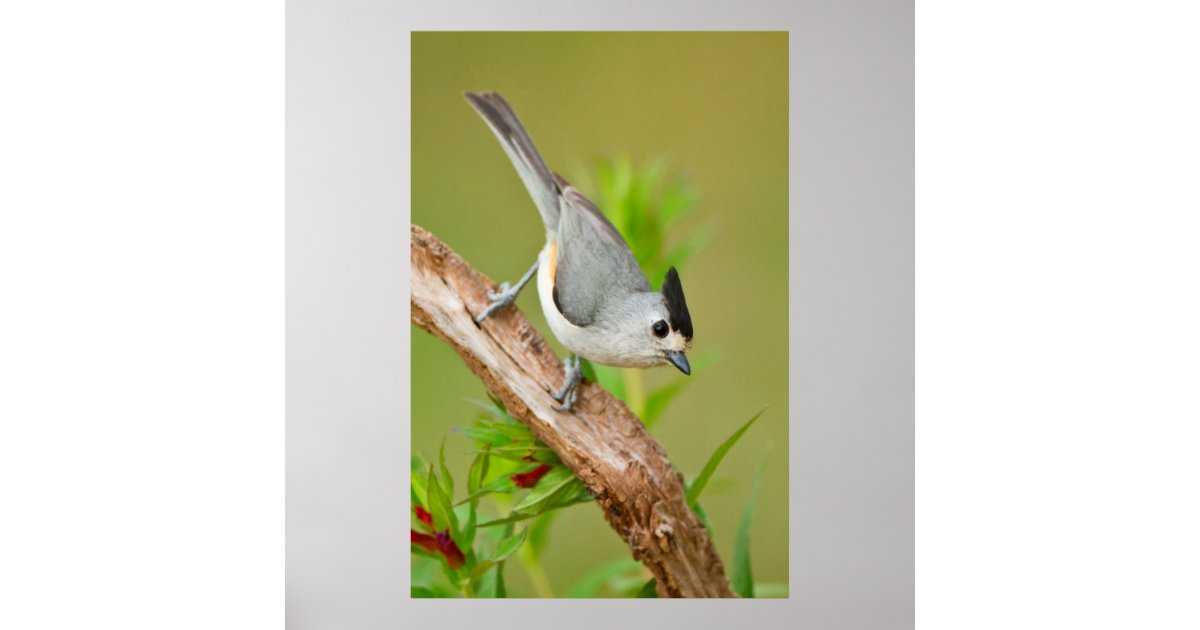 Black-Crested Titmouse Poster | Zazzle