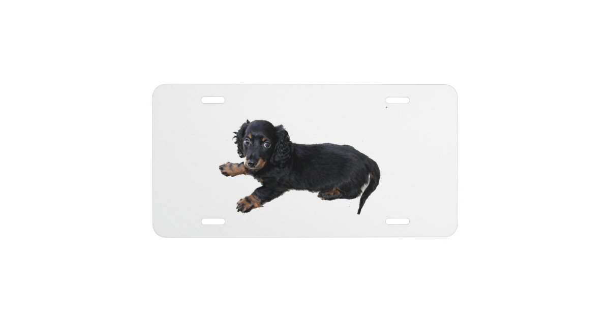 Black Dachshund Cocker Spaniel Puppy Photograph License Plate | Zazzle.com