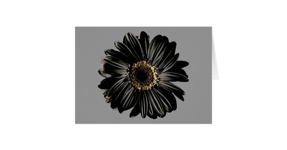 Black Daisy | Zazzle