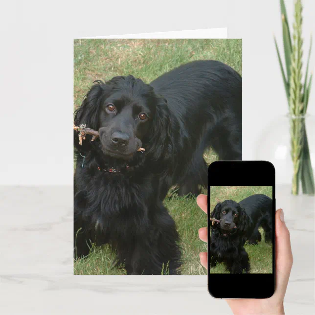 black english cocker spaniel full 2 card | Zazzle