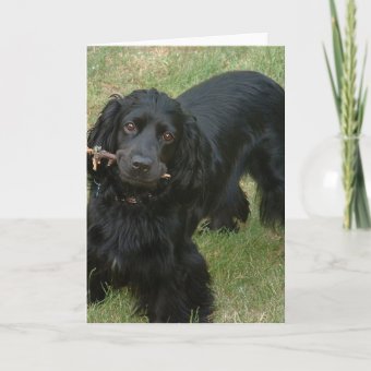 black english cocker spaniel full 2 card | Zazzle