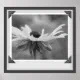 Black Eyed Susan Floral Black And White Snapshot Poster | Zazzle