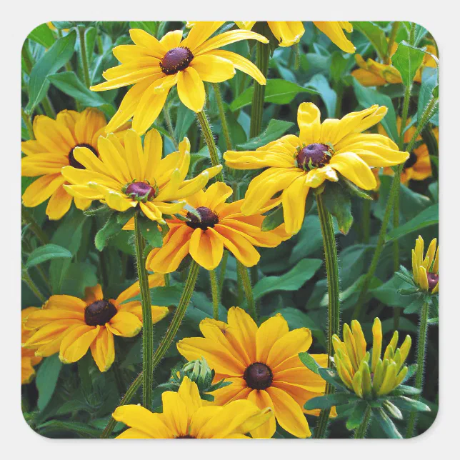 Black eyed susan flower garden square sticker | Zazzle