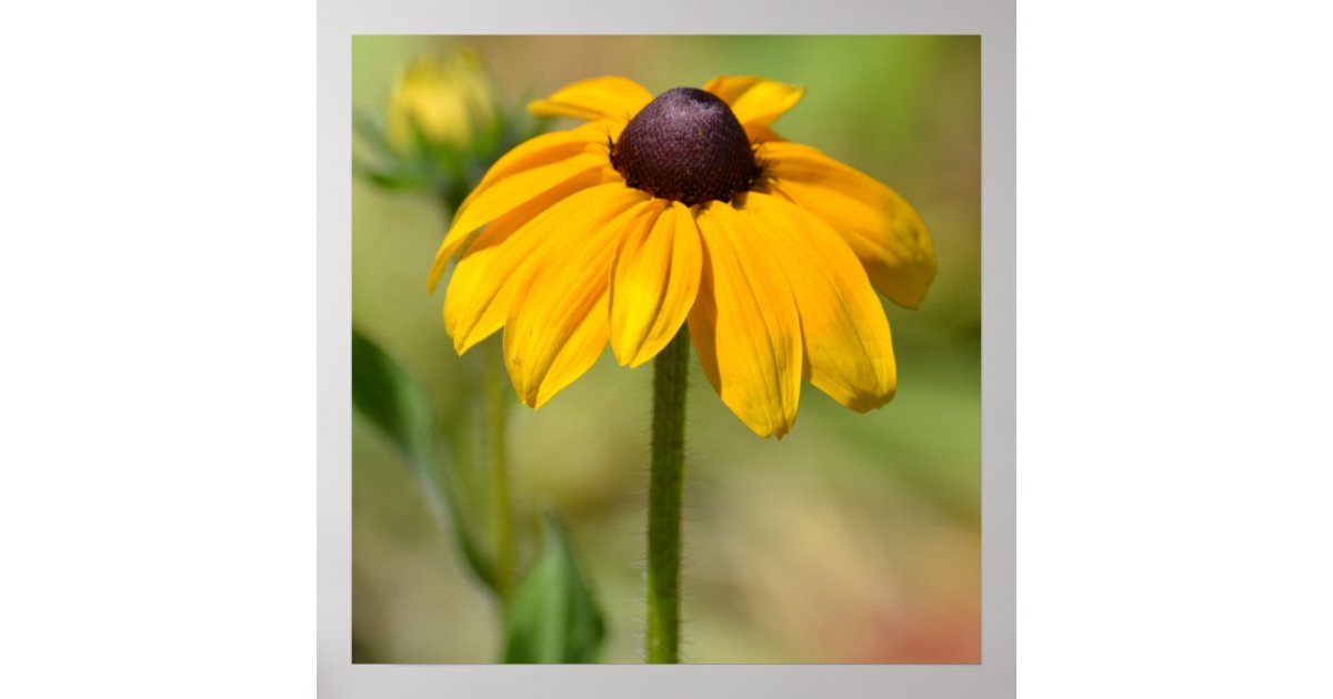 Black Eyed Susan Poster | Zazzle