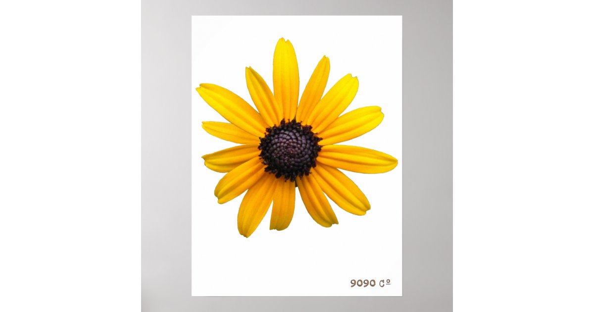 Black-eyed Susan Poster | Zazzle