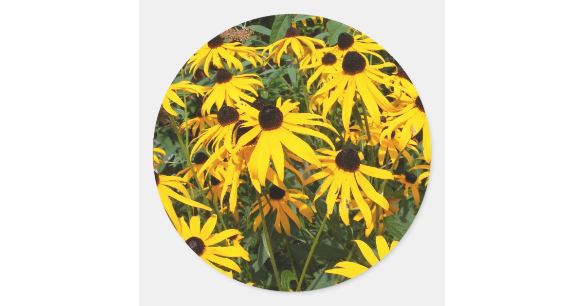 Black Eyed Susan ~ sticker | Zazzle