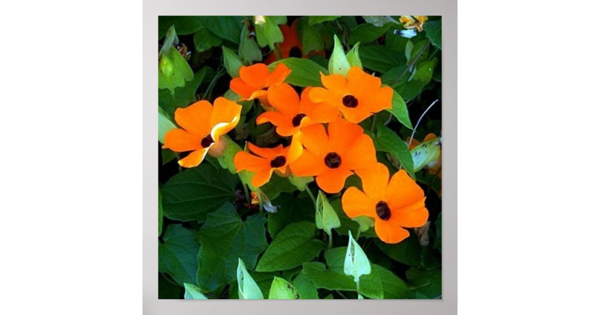 Black Eyes Susan Poster | Zazzle