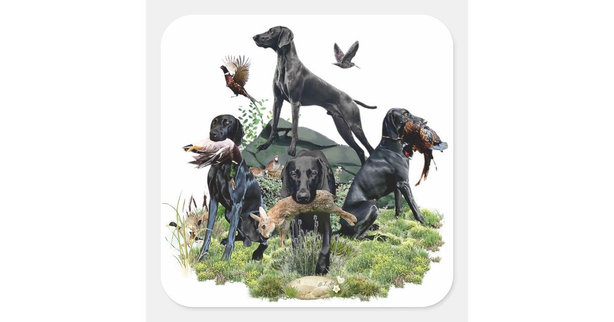 Black German Shorthaired Pointers Square Sticker | Zazzle