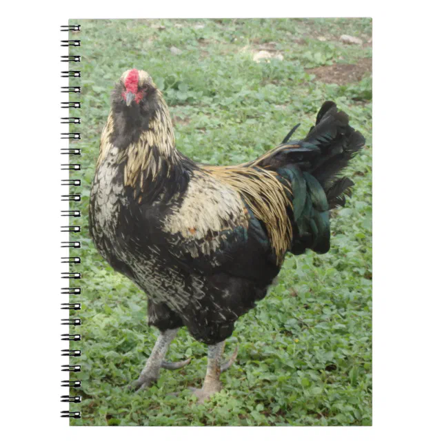 Black & Gold Ameraucana Rooster Notebook | Zazzle