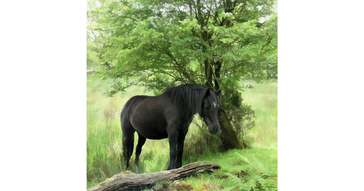 BLACK HORSE POCKET FOLDER | Zazzle
