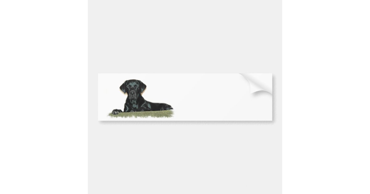 Black Lab Bumper Sticker | Zazzle