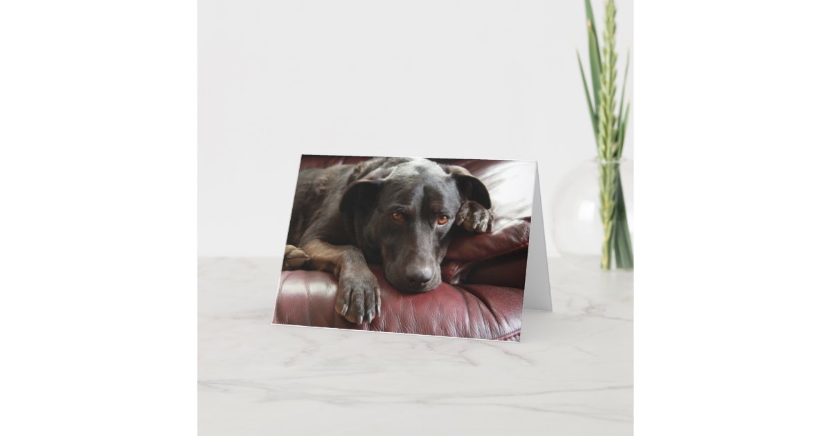 Black Lab Card | Zazzle