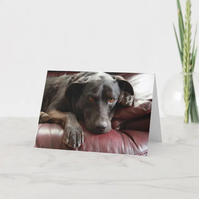 Black Lab Card | Zazzle