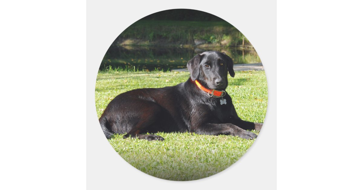 Black Lab Classic Round Sticker | Zazzle