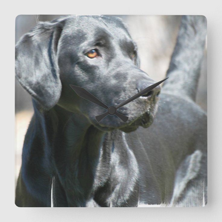 Black Lab Clock | Zazzle