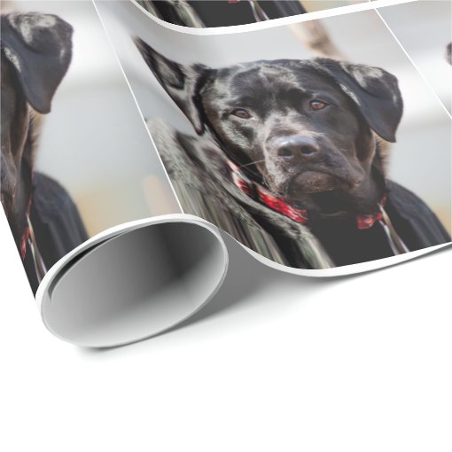 Black Lab Dog Pet Black Labrador Retriever Wrapping Paper | Zazzle