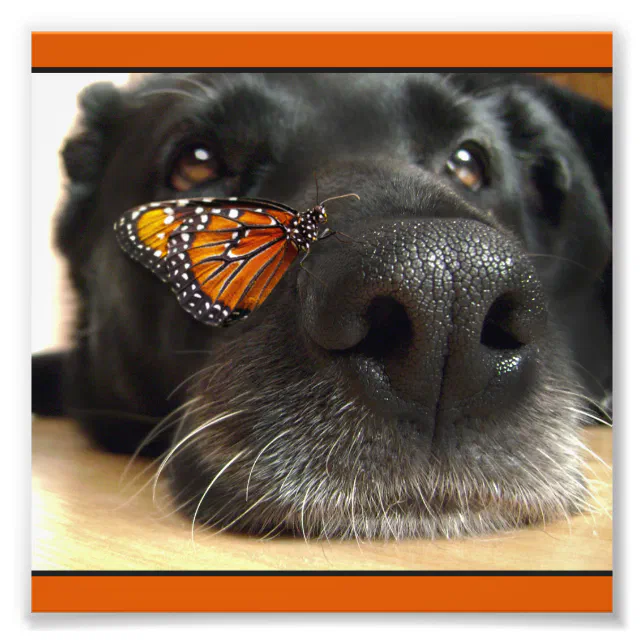 BLack Lab Dog With Butterfly Photo Print | Zazzle