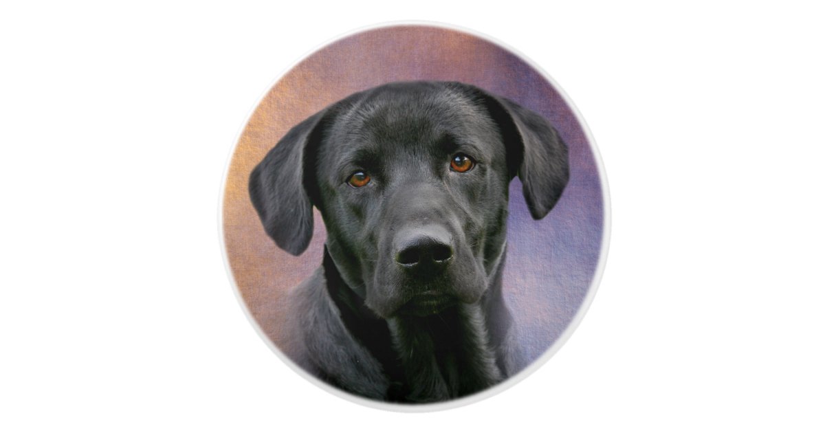 Black lab face ceramic knob | Zazzle