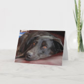 Black Lab Greeting Card | Zazzle
