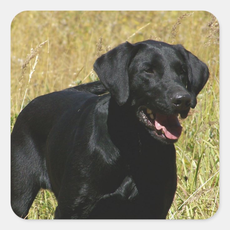 Black Lab in Field Stickers | Zazzle