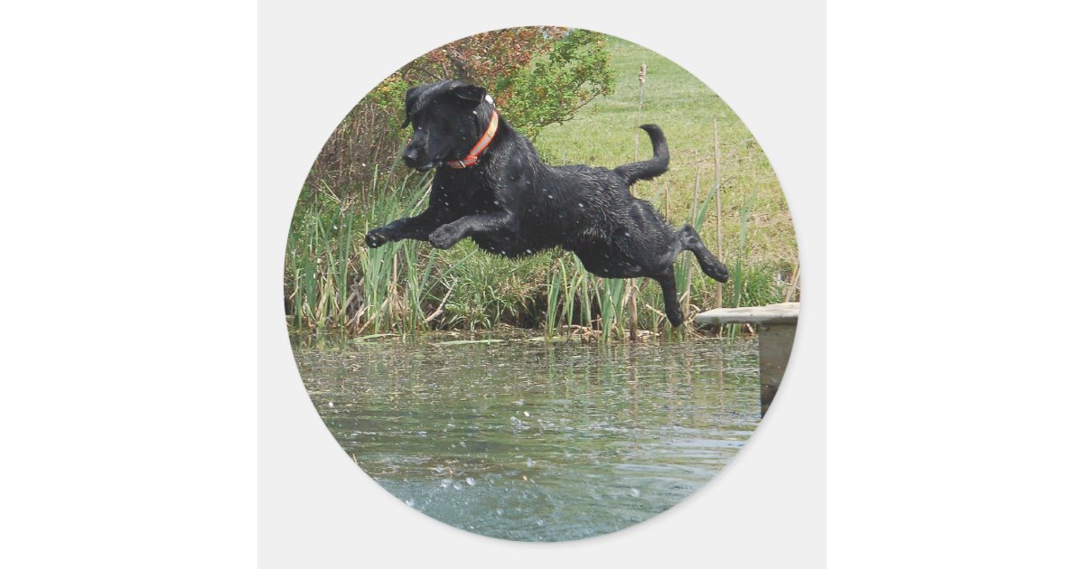 Black Lab Jumping Classic Round Sticker | Zazzle
