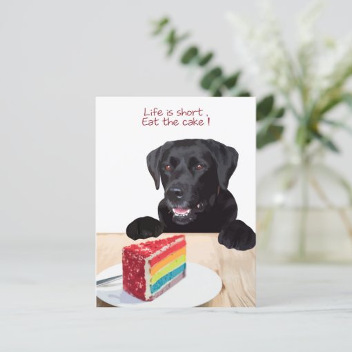 Black Lab- Life is short , eat the Cake - Labrador Postcard | Zazzle