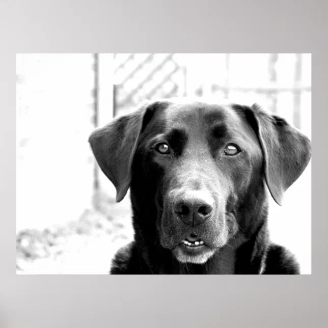Black Lab Poster | Zazzle