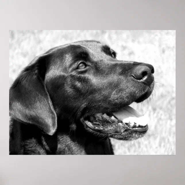 Black Lab Poster | Zazzle