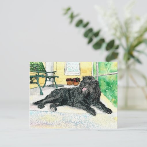 Black Labradoodle Postcard | Zazzle