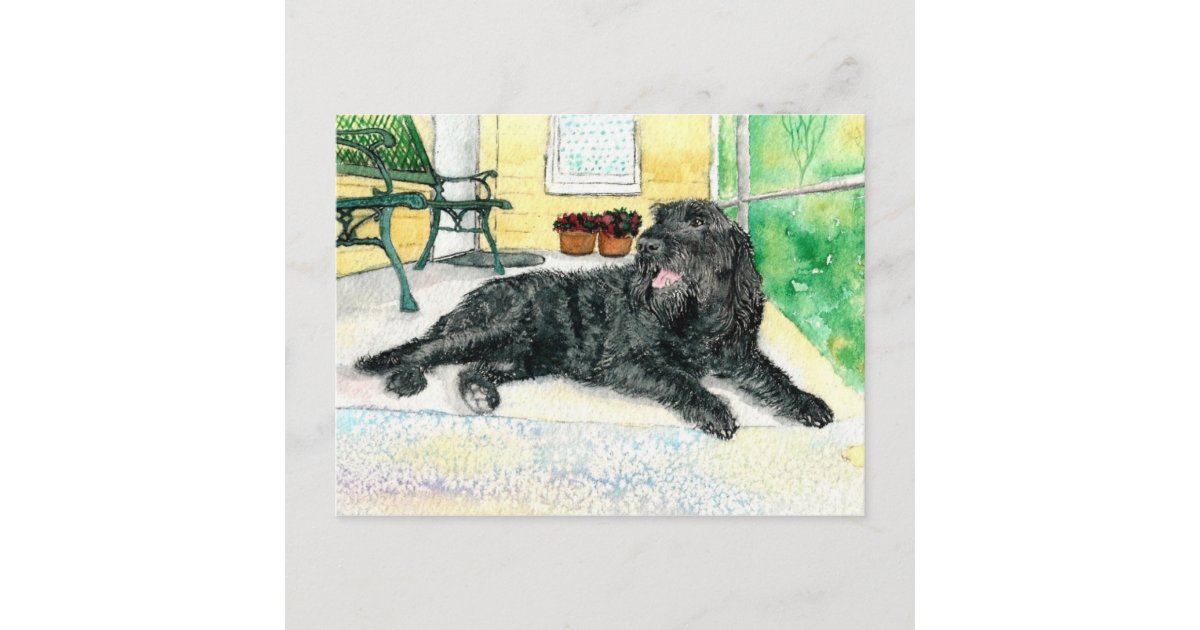 Black Labradoodle Postcard | Zazzle