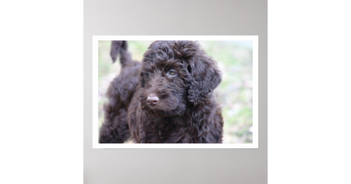 Black Labradoodle Poster | Zazzle